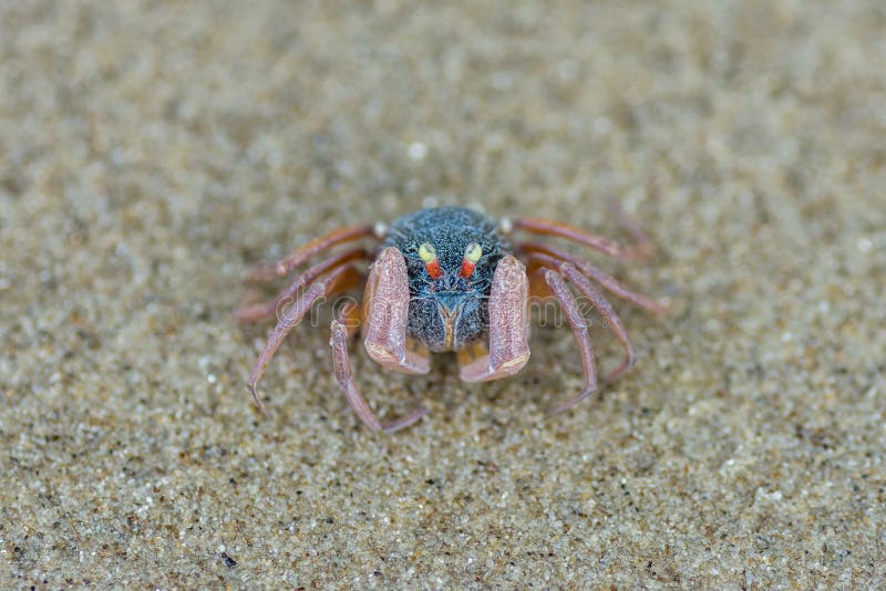 Beautiful Round Crab Stay on Beach Stock Image - Image of ecology ...