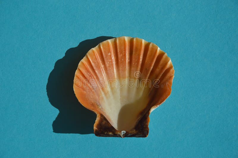 Seashell on a Blue Background. Preparing for Summer, Tourism and Travel ...