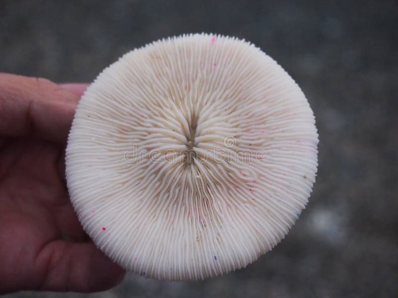 Beautiful Round Seashell Washed Up To the Shore Stock Image - Image of ...