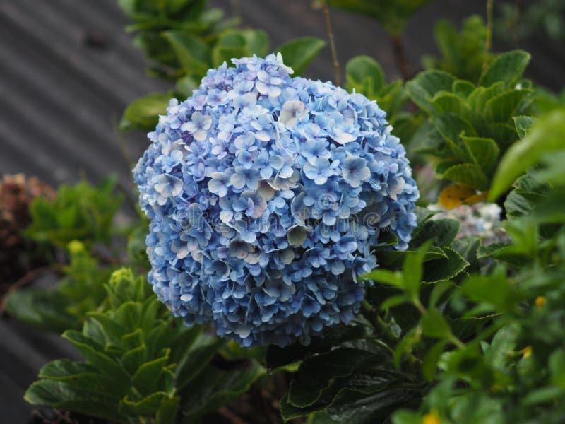 Beautiful Round Shaped of Blue Hydrangea Flower Stock Image - Image of ...