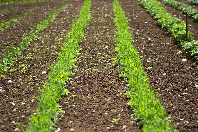 The Beautiful Row of Seedlings of Biological Fields Stock Photo - Image ...