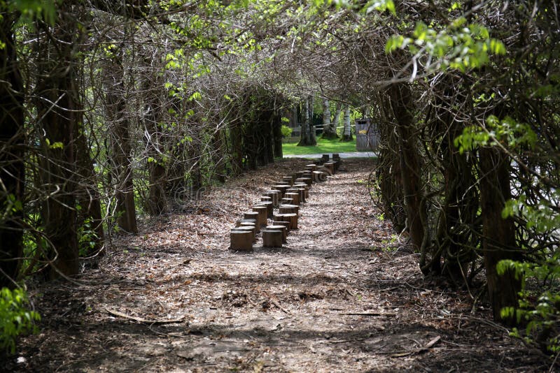 Row of trees stock photo. Image of outdoor, tree, beauty - 160588264