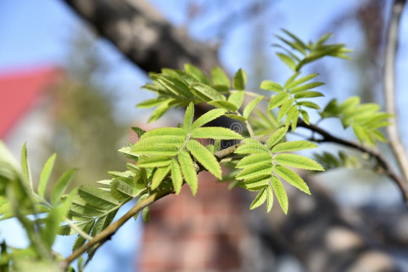 Beautiful Rowan Tree Bark and Tree Branches with Leaves Stock Image ...