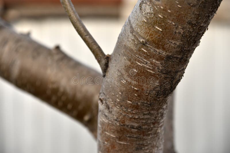 Beautiful Rowan Tree Bark and Tree Branches with Leaves Stock Image ...