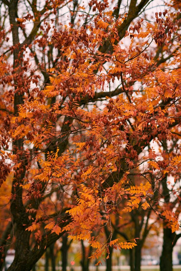 Beautiful Rowan Trees in the Autumn Season Stock Image - Image of ...