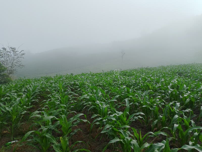 Beautiful Rows of Corn Plants Growing Well Planted at High Altitudes ...