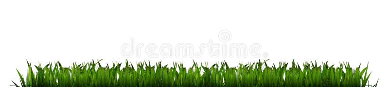 Beautiful Rows of Grass for Use in Editing. Isolated on White ...