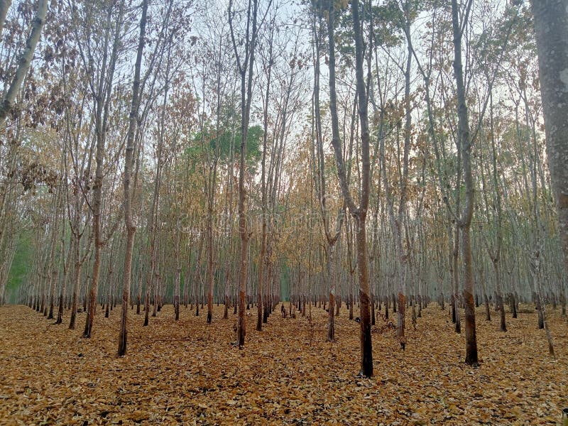Beautiful Rows of Trees in Landa during the Dry Season Stock Image ...