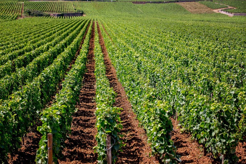 Beautiful Rows of Vineyards, Landscape View of Vineyards in the ...