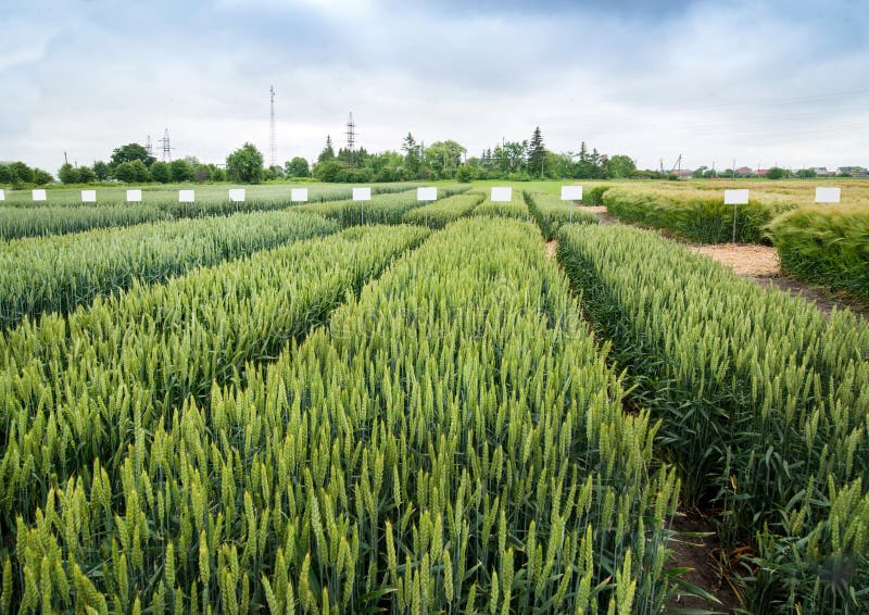 Rows of Winter Wheat Field Demo Cereals Stock Photo - Image of ...