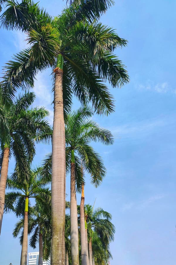 Beautiful Royal Palm Tree with Blue Sky Background Stock Image - Image ...