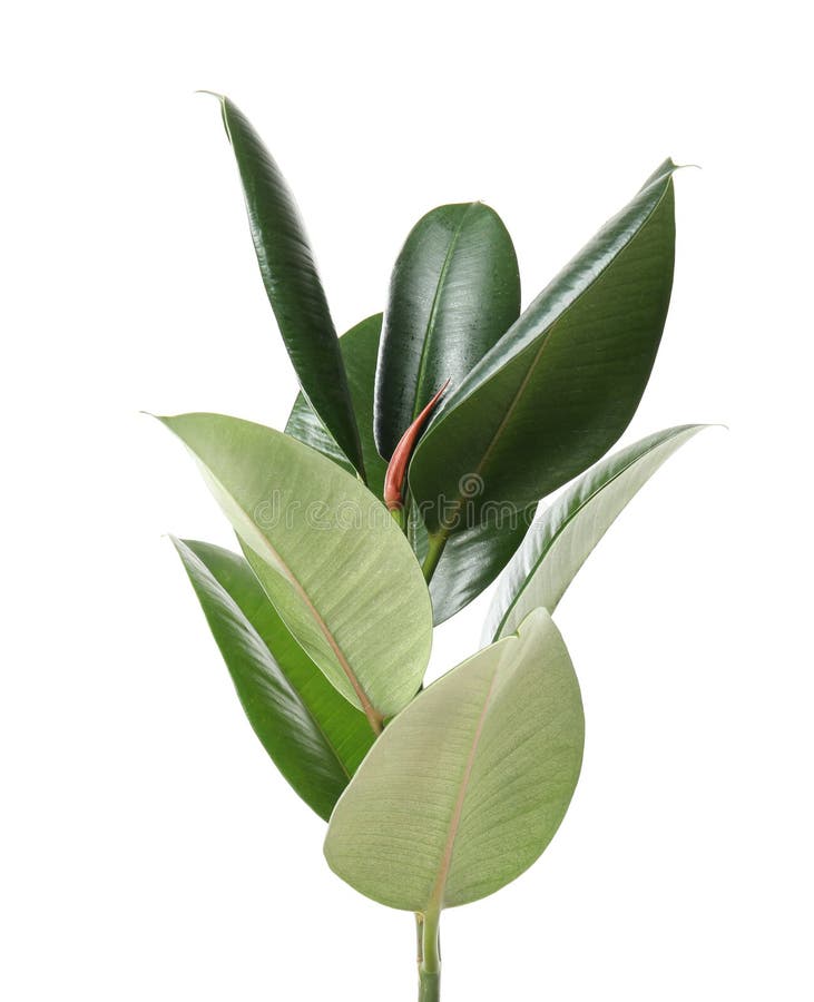 Beautiful Rubber Plant on White Background Stock Image - Image of ...