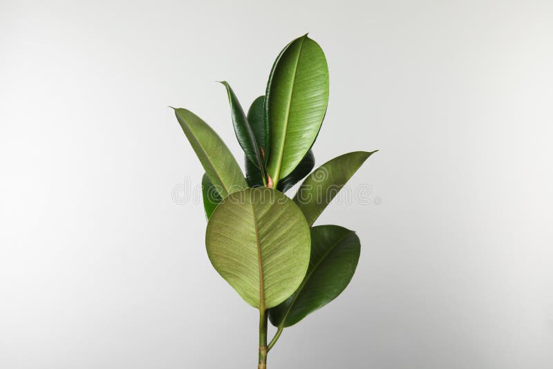 Beautiful Rubber Plant on White Background. Stock Photo - Image of ...