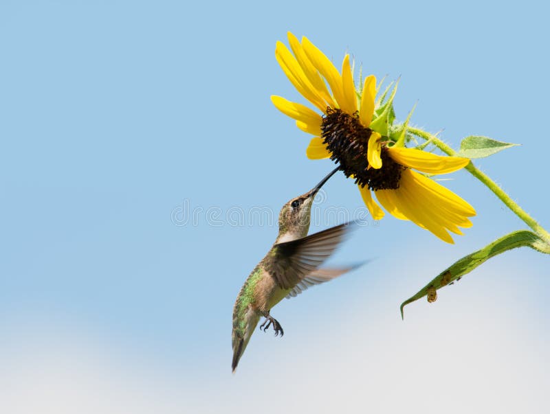 177 Hummingbird Sunflower Stock Photos - Free & Royalty-Free Stock ...