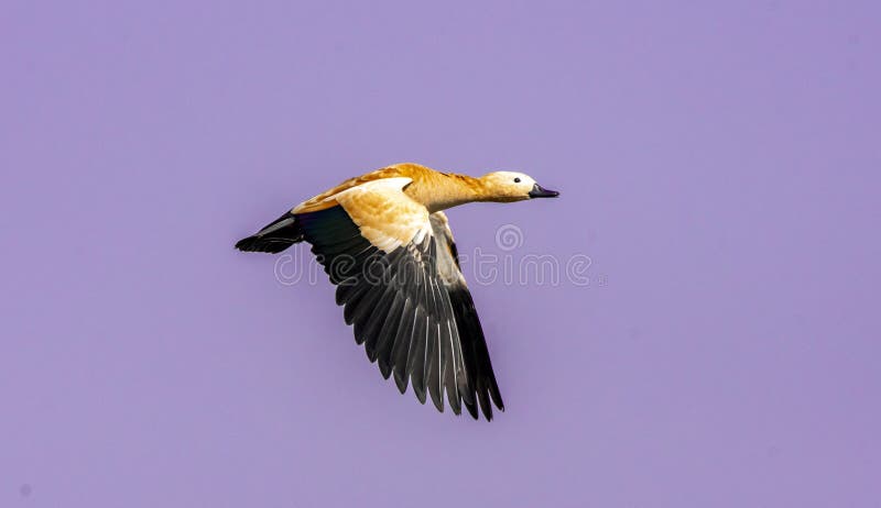 Beautiful Ruddy shelduck stock image. Image of flight - 209775641