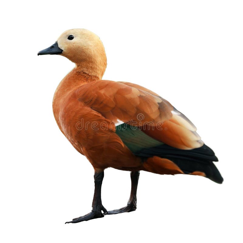 Beautiful Ruddy Shelduck White Background Exotic Bird Stock Photos ...