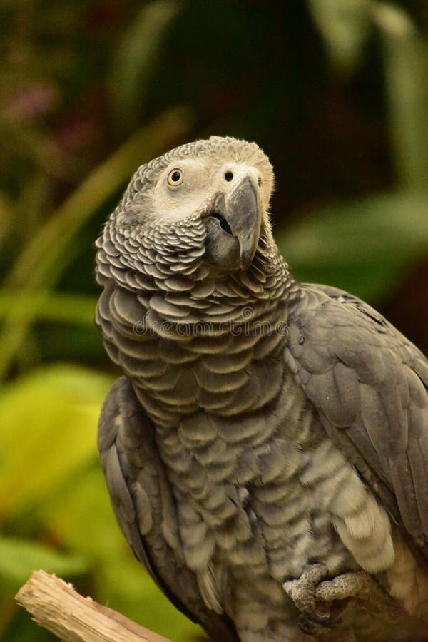 Beautiful Ruffled Feathers on a Grey Parrot Stock Image - Image of pets ...