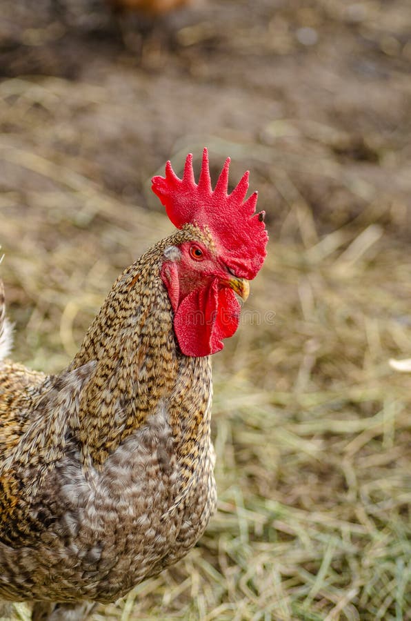 Beautiful Ruffled Rooster Close Up Stock Image - Image of beak, species ...