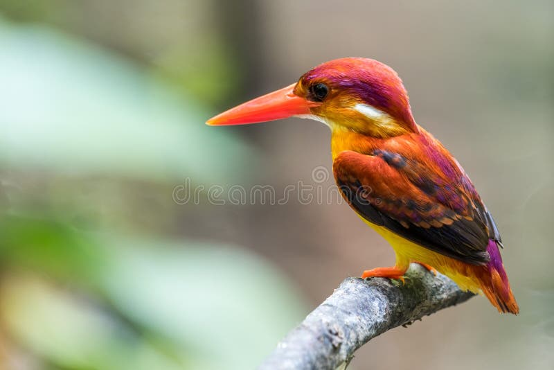 Beautiful Rufous-backed Dwarf-Kingfisher Ceyx Rufidorsa Perched Stock ...