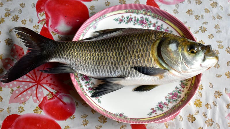 A Beautiful Rui Fish on a Plate Stock Image - Image of isolated, fresh ...