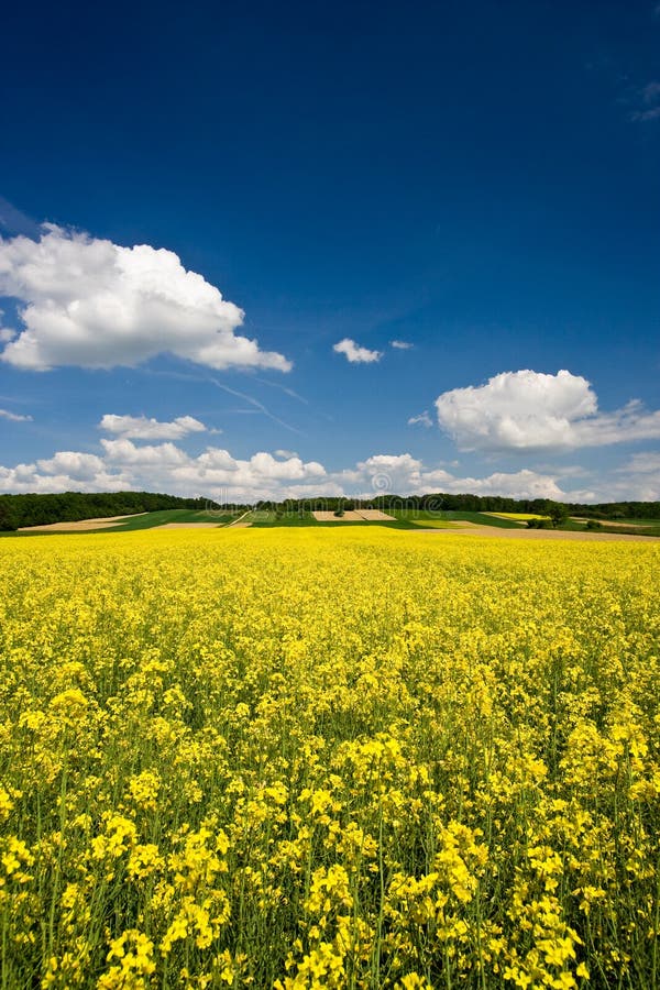 Beautiful rural landscape stock photo. Image of country - 7211648