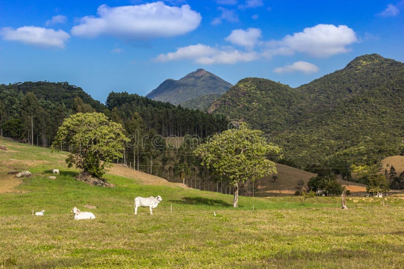 Beautiful Rural Landscape with Cattle in Brazil Stock Image - Image of ...
