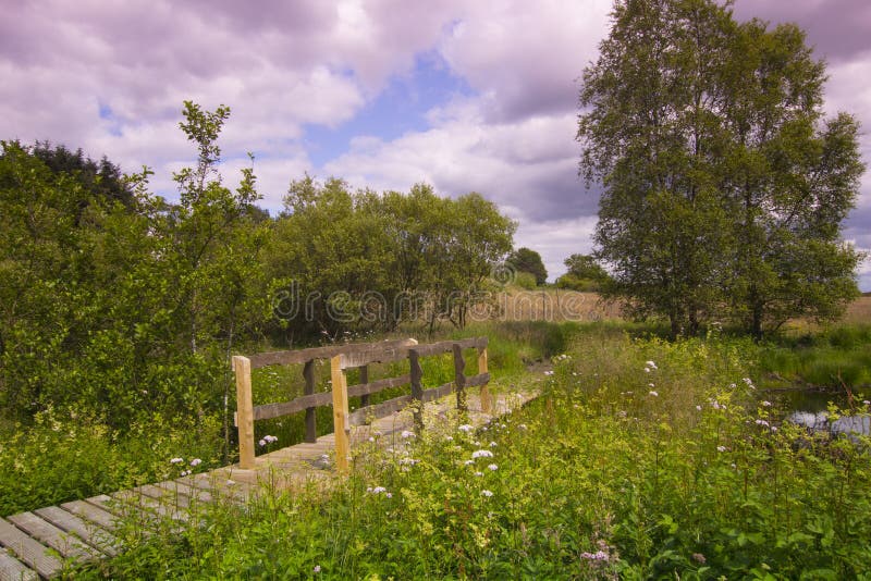 Beautiful Rural Landscape with Sheep Stock Photo - Image of pretty ...
