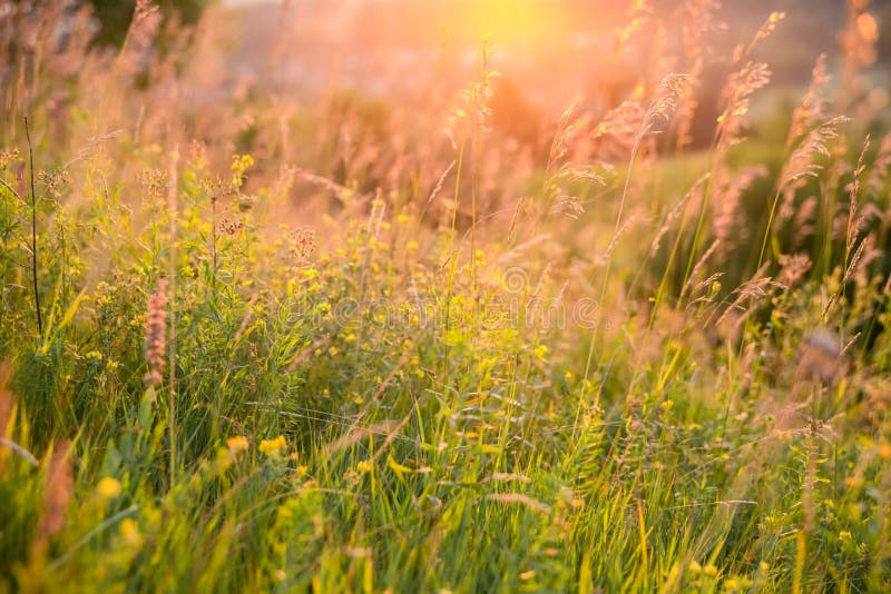 Beautiful Rural Landscape with Sunrise Over a Meadow. Stock Photo ...