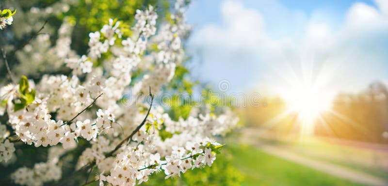 Beautiful Rural Spring Morning Landscape with Selective Soft Focus ...