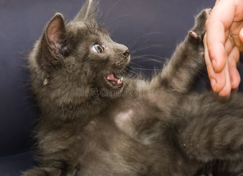 A Beautiful Russian Blue Kitten Meowing Stock Image - Image of teeth ...
