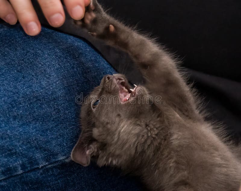 A Beautiful Russian Blue Kitten Meowing Stock Image - Image of domestic ...