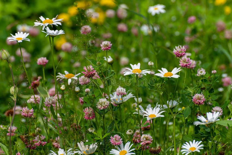 Beautiful Russian Meadow with Daisies and Clover Stock Image - Image of ...