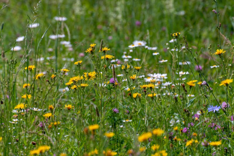 Beautiful Russian Meadow with Field Sow Thistle, Daisies and Clover ...