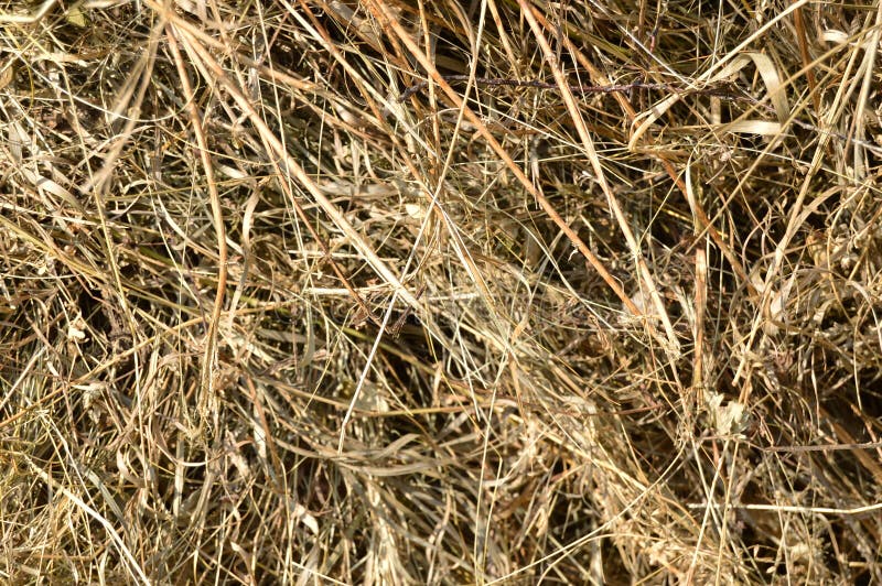 Beautiful Rustic Backdrop of Hay in a Meadow Stock Photo - Image of ...