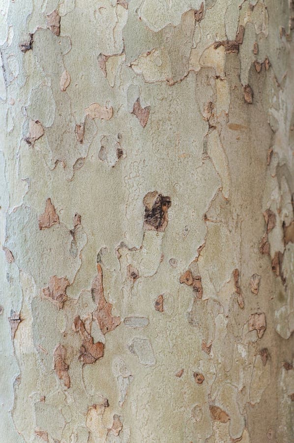 Beautiful Rustic Cement or Stone Wall, White and Grey with Red Spots ...