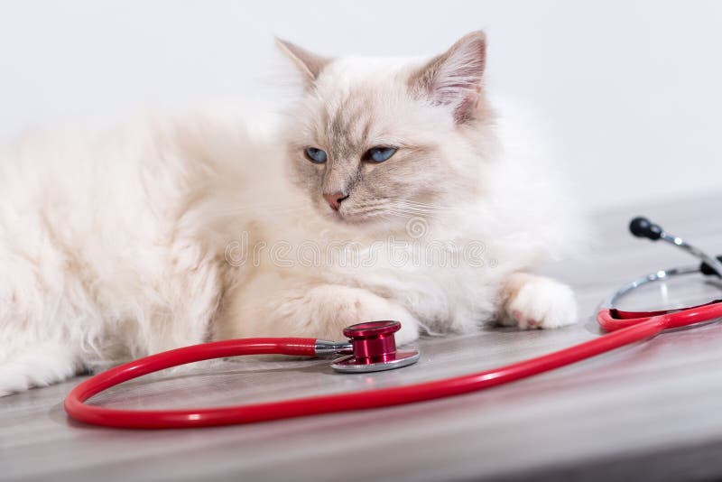 Beautiful Sacred Cat of Burma with Stethoscope Stock Photo - Image of ...