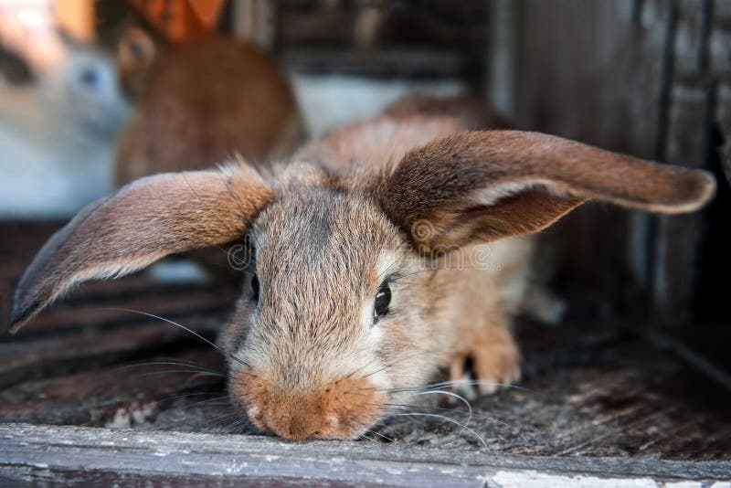 Beautiful Sad Eared Red Rabbit in a Cage on the Farm. Stock Image ...