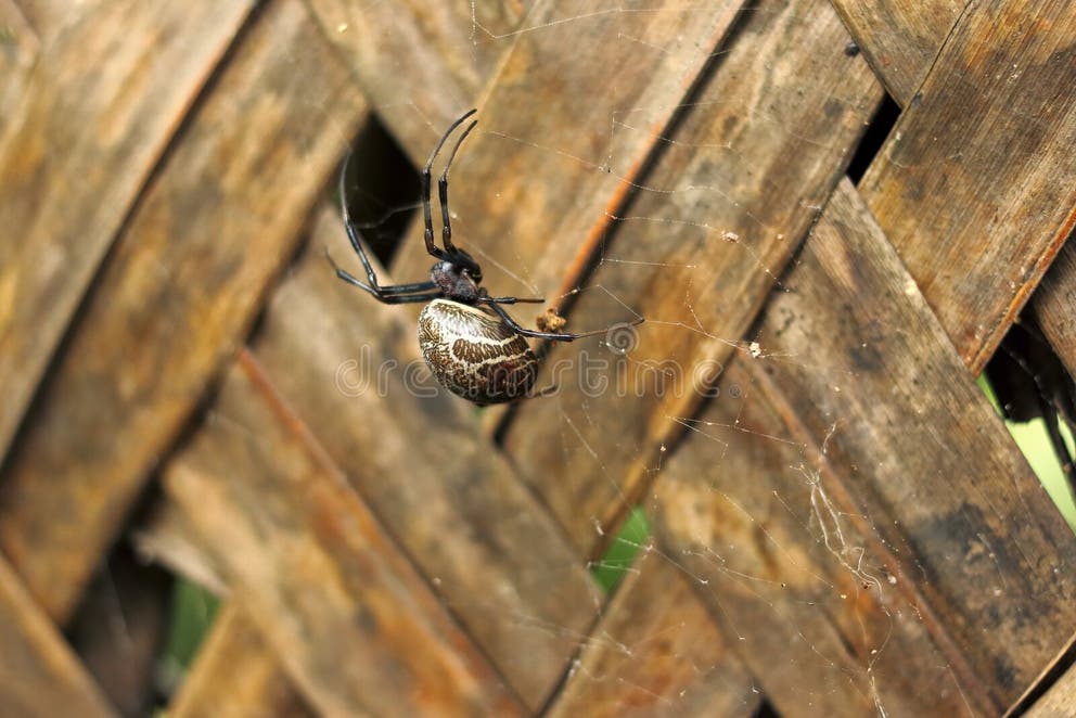 Beautiful and Sad Spider on the Cobweb Stock Photo - Image of ...