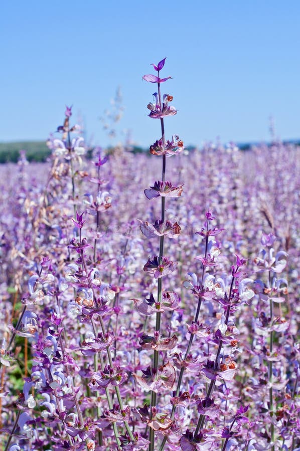 Beautiful sage red flowers stock image. Image of leaf - 59680109