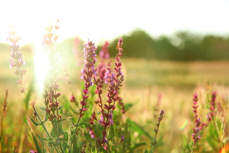 Beautiful Sage Flowers in Field on Spring Day Stock Image - Image of ...