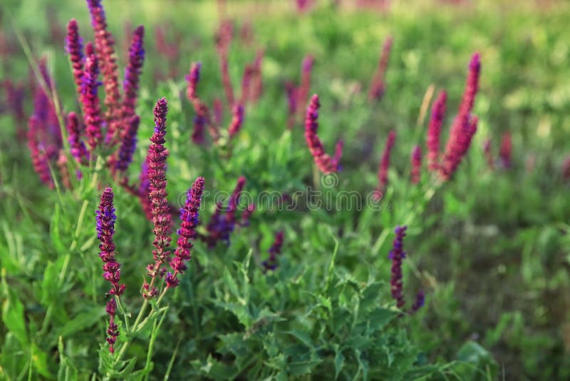 Beautiful Sage Flowers in Field on Spring Day Stock Photo - Image of ...