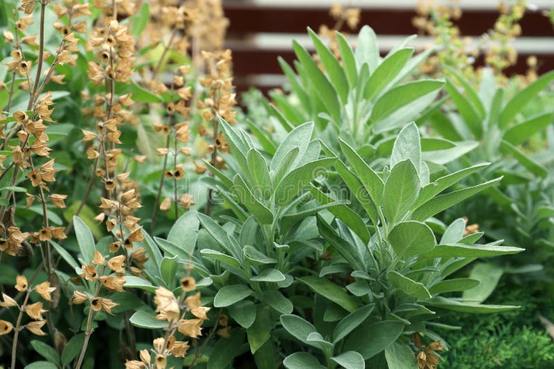 Beautiful Sage with Green Leaves Growing Outdoors Stock Photo - Image ...