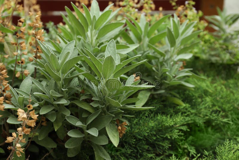 Beautiful Sage with Green Leaves Growing Outdoors Stock Photo - Image ...