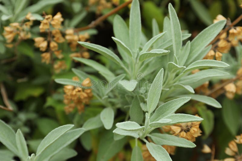 Beautiful Sage with Green Leaves Growing Outdoors Stock Photo - Image ...