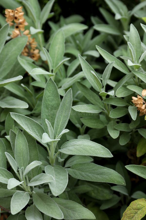 Beautiful Sage with Green Leaves Growing Outdoors Stock Photo - Image ...