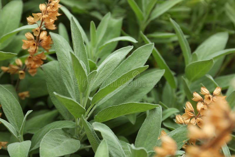 Beautiful Sage with Green Leaves Growing Outdoors Stock Photo - Image ...