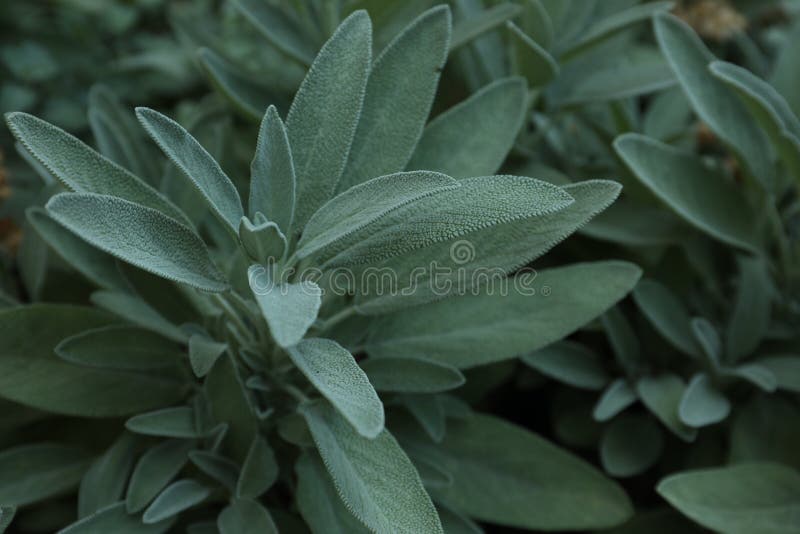 Beautiful Sage with Green Leaves Growing Outdoors, Closeup Stock Image ...