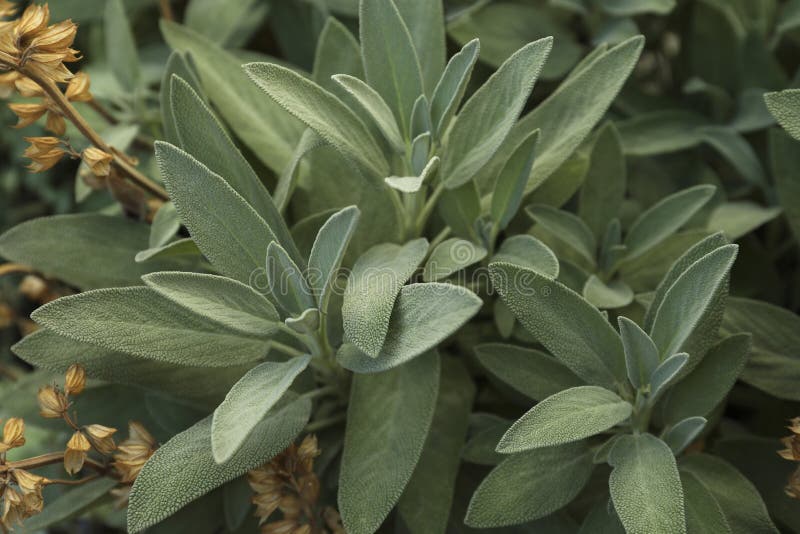 Beautiful Sage with Green Leaves Growing Outdoors, Closeup Stock Image ...