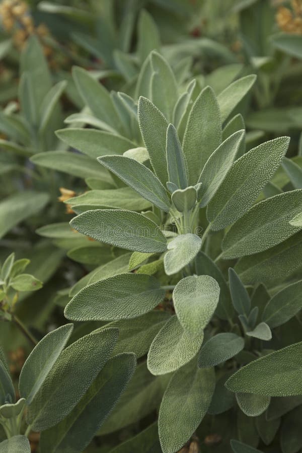Beautiful Sage with Green Leaves Growing Outdoors, Closeup Stock Photo ...