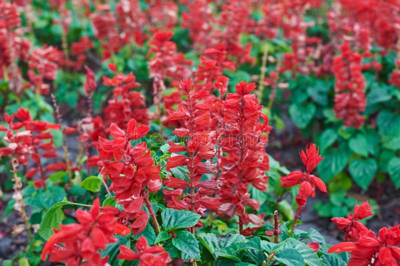 Beautiful sage red flowers stock image. Image of leaf - 59680109